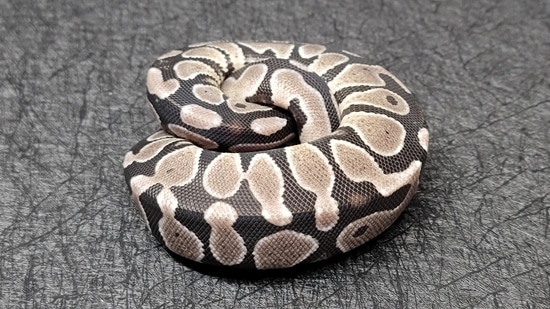 TSK Axanthic Het Hypo(True Ghost) Ball Python by Project X Reptiles