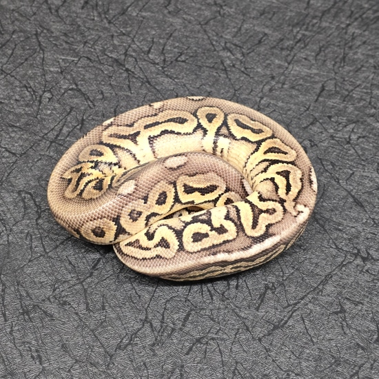 Pastel Black Pastel Het TSK Axanthic Ball Python by Project X Reptiles