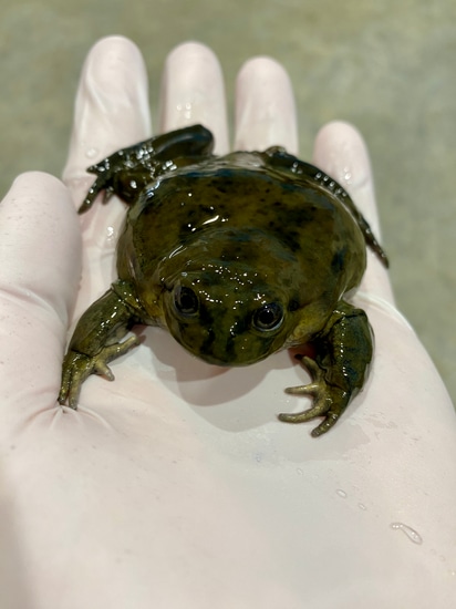 Lake Titicaca Water Frog (Telmatobius Culeus) RARE! Other Frog by The ...