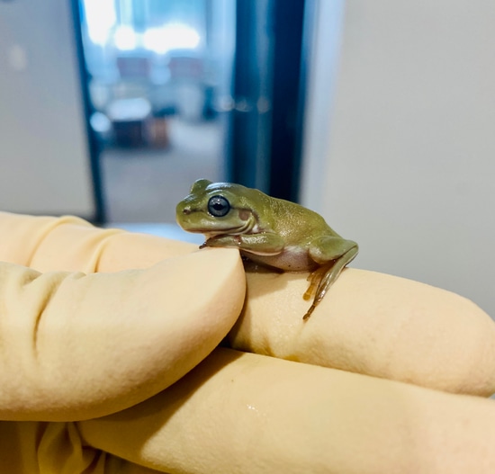 2-pack Cb Australian White's Tree Frogs (1 Snowflake, 1 Blue Eyed) by ...