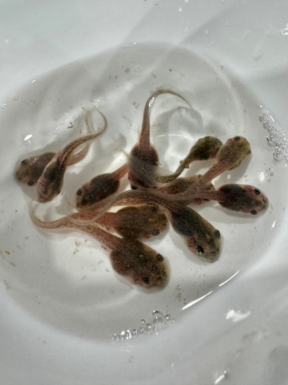 10 X Captive Bred Australian White's Tree Frog Tadpoles by The Frog Ranch