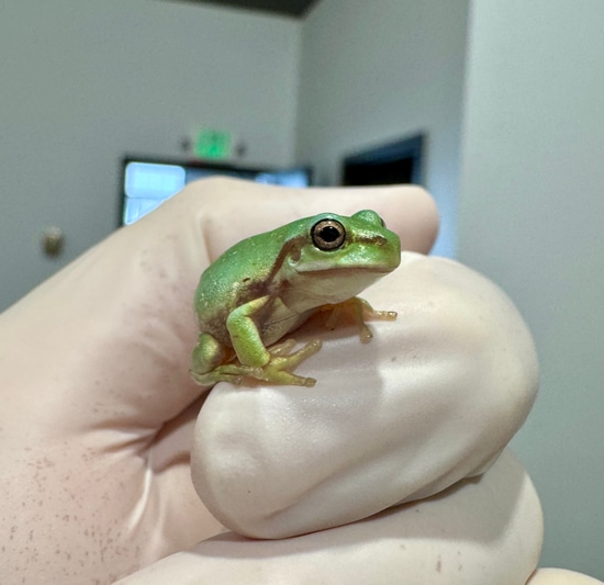 Wholesale Captive Bred Baby Australian White's Tree Frogs (Litoria ...