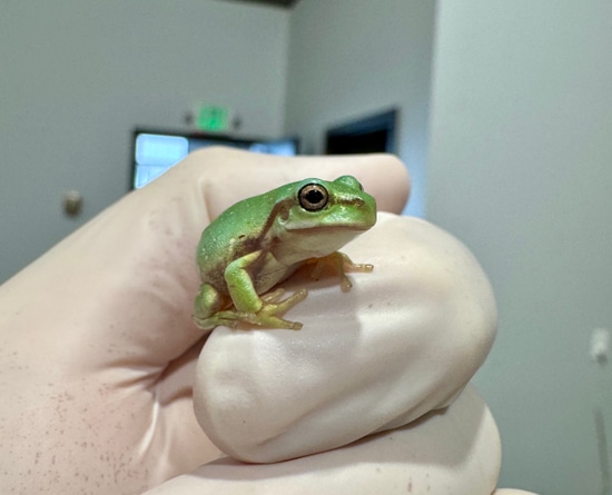 CB Wholesale White's Tree Frogs Mixed Morphs [lowest Prices] by The ...