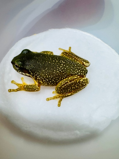 Captive Bred Australian Super Snowflake White's Tree Frog (Litoria Caerulea) Babies by The Frog ...