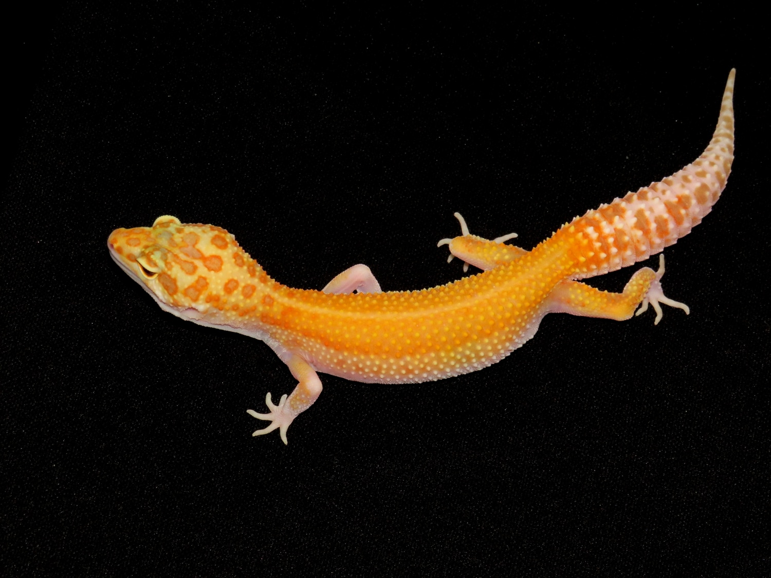High Contrast Tangerine Raptor Leopard Gecko by TA.geckos - MorphMarket