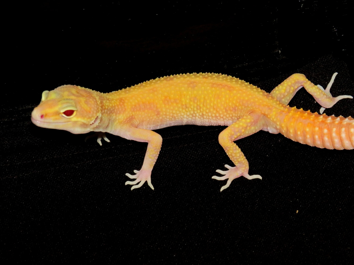 Raptor Leopard Gecko by TA.geckos - MorphMarket