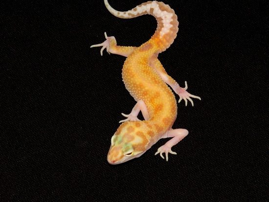 Red Stripe Raptor Leopard Gecko by TA.geckos