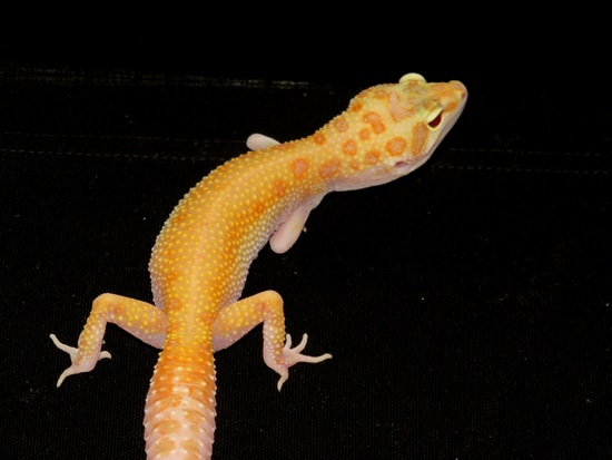 Red Stripe Raptor Leopard Gecko by TA.geckos