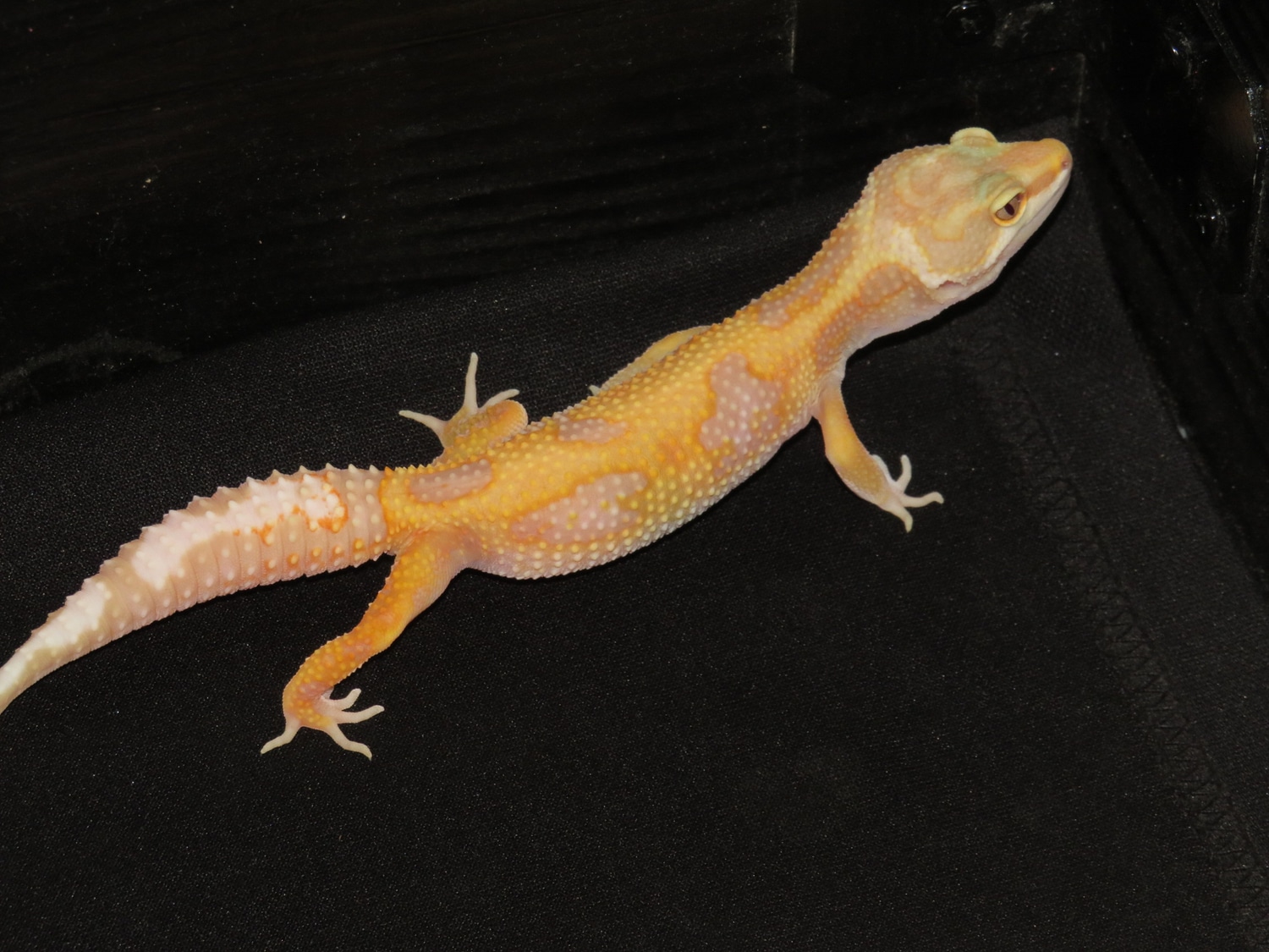 Tangerine Tremper Albino Pos Het Eclipse Leopard Gecko by TA.geckos ...