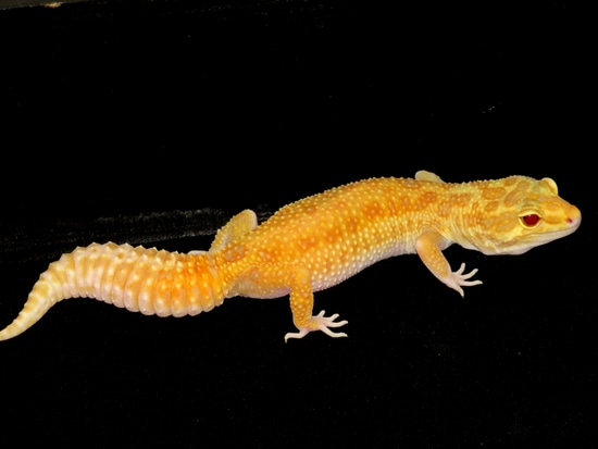 HC Red Stripe Raptor Leopard Gecko by TA.geckos