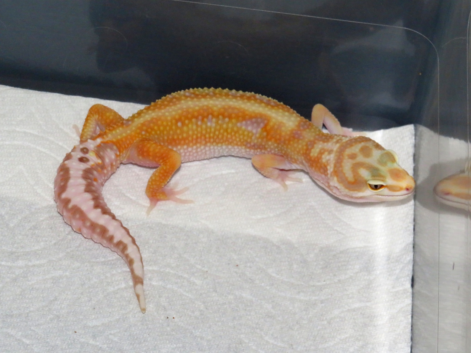 High Contrast Tangerine Stripe Tremper Albino Leopard Gecko by TA ...