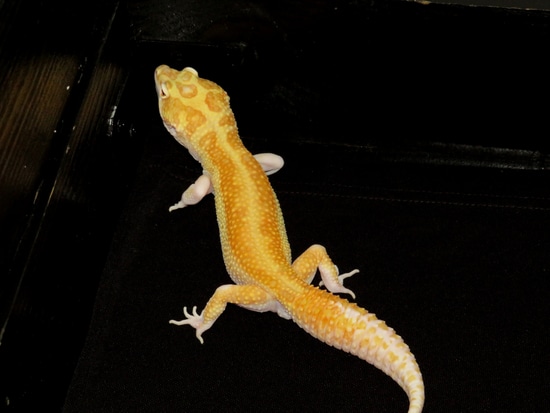 White And Yellow Red Stripe Raptor Leopard Gecko by TA.geckos