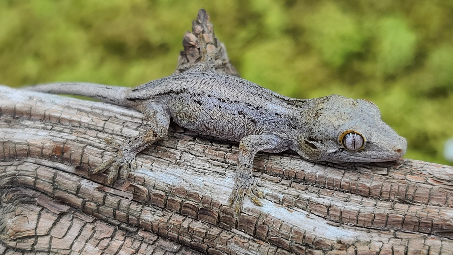 Little Baby Gargie Gargoyle Gecko by The Gargoyle Den - MorphMarket