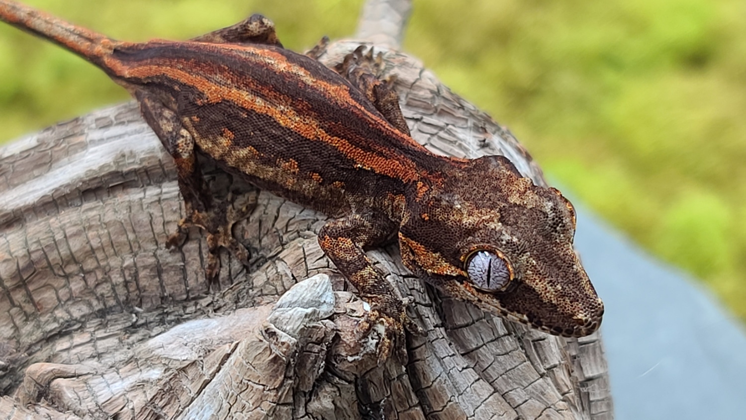 Red Base Red Stripe Gargoyle Gecko by The Gargoyle Den - MorphMarket