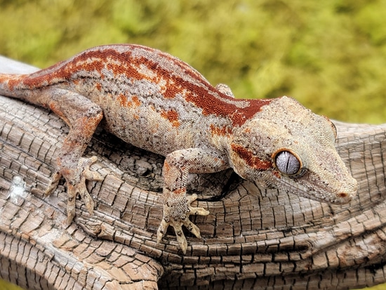 Red Stripe Female Gargoyle Gecko by The Gargoyle Den