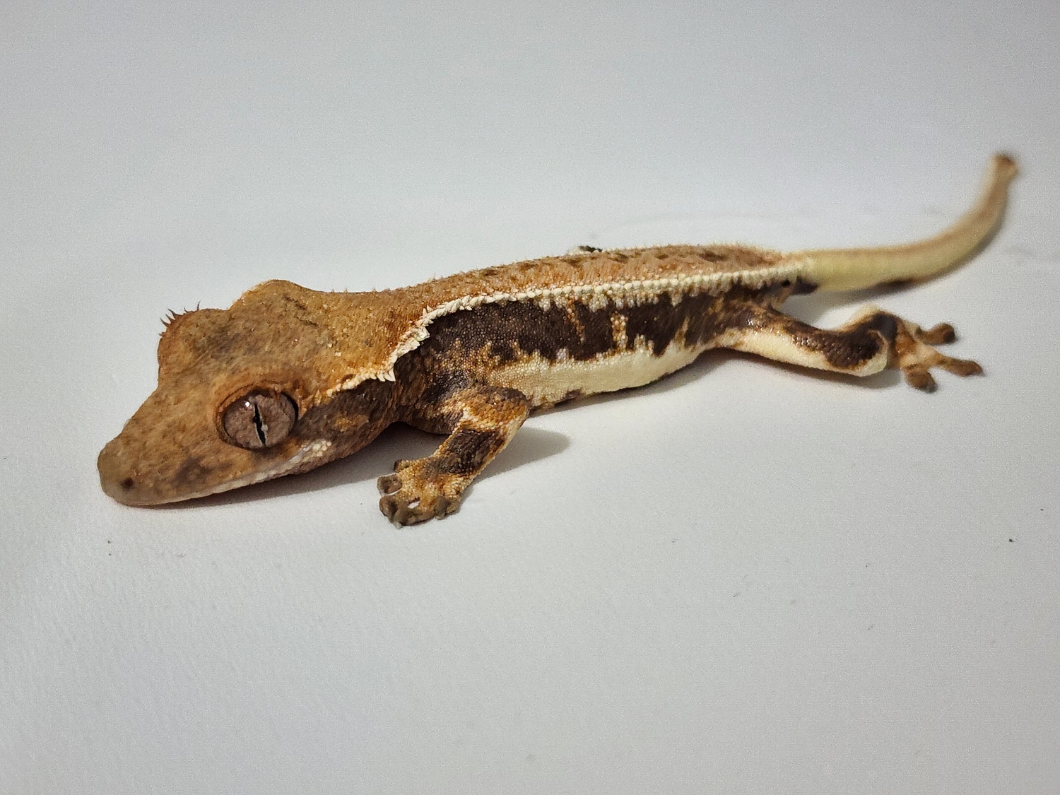 Lily White Crested Gecko by The Gargoyle Den - MorphMarket