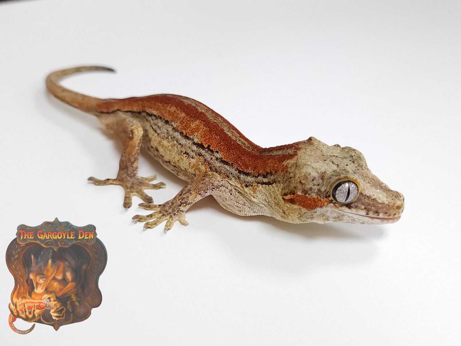 Light Base Red And Orange Stripe Male Gargoyle Gecko by The Gargoyle ...