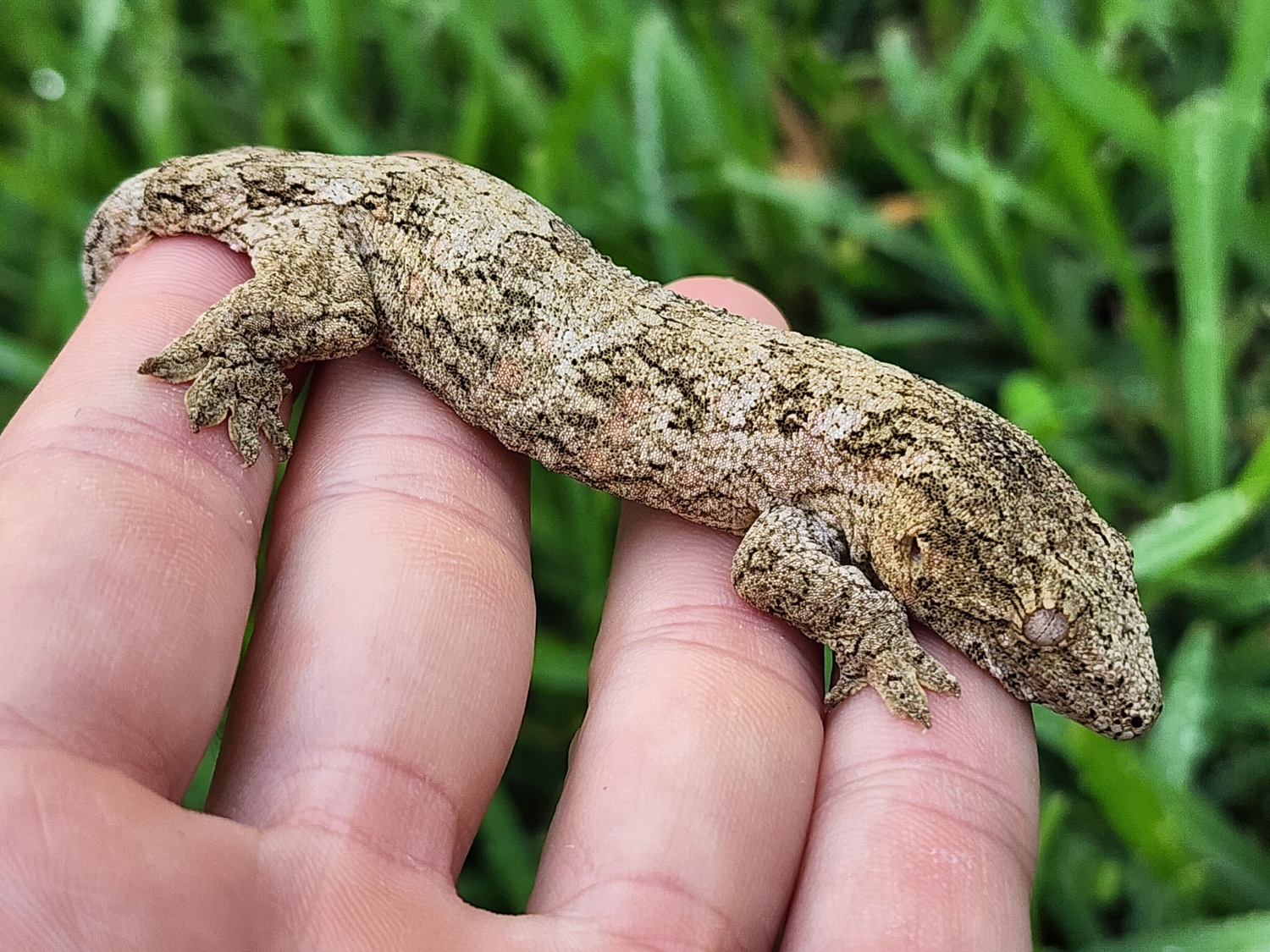 Leachianus Baby Leachianus Gecko by The Gargoyle Den - MorphMarket