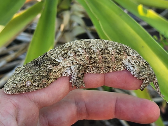 Leachy Baby Leachianus Gecko by The Gargoyle Den