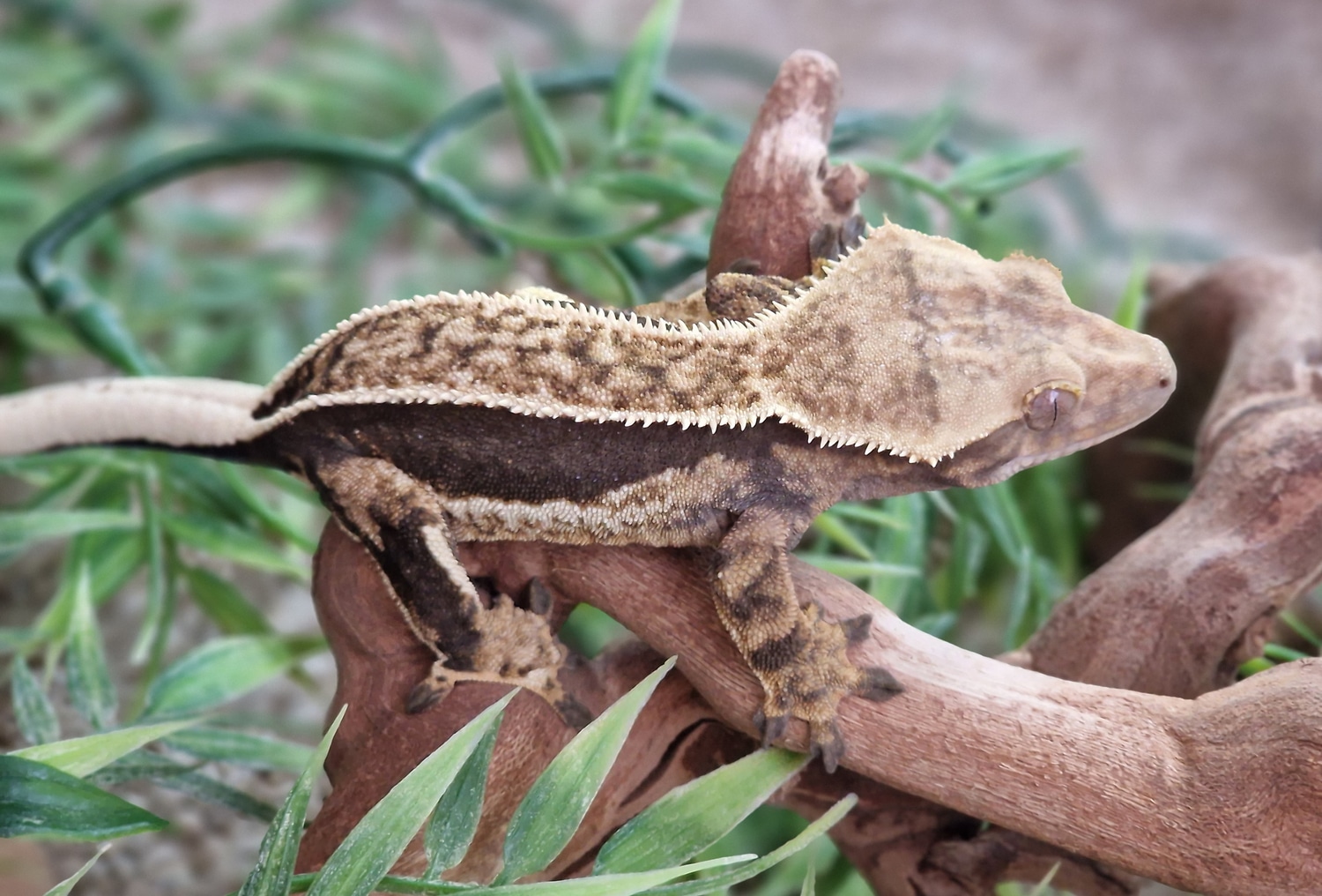 Female Quadstripe Crested Gecko by Crestie Shack - MorphMarket