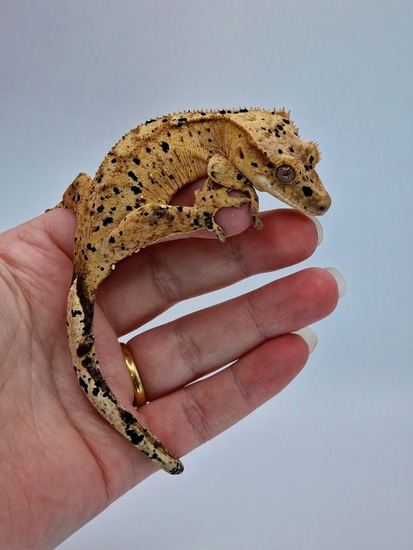 Brindle Super Dalmatian Crested Gecko by Crestie Shack