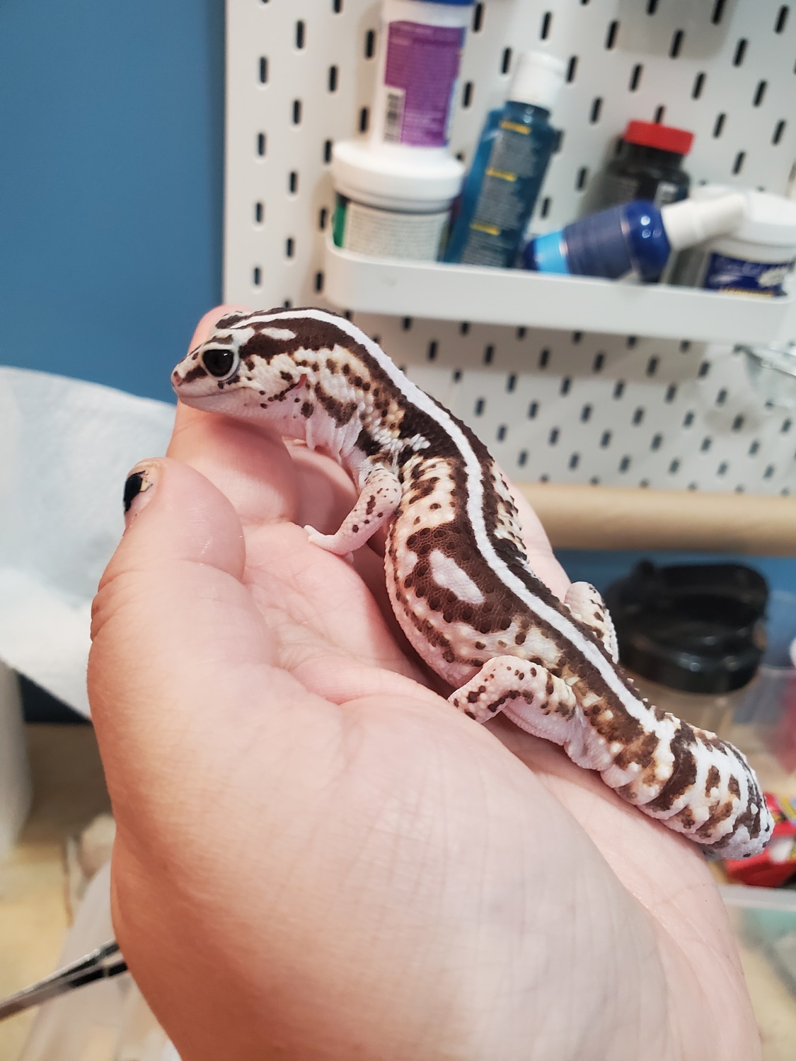 Great Male! Stripe White Out 100% Het Oreo Ghost Zulu African Fat ...