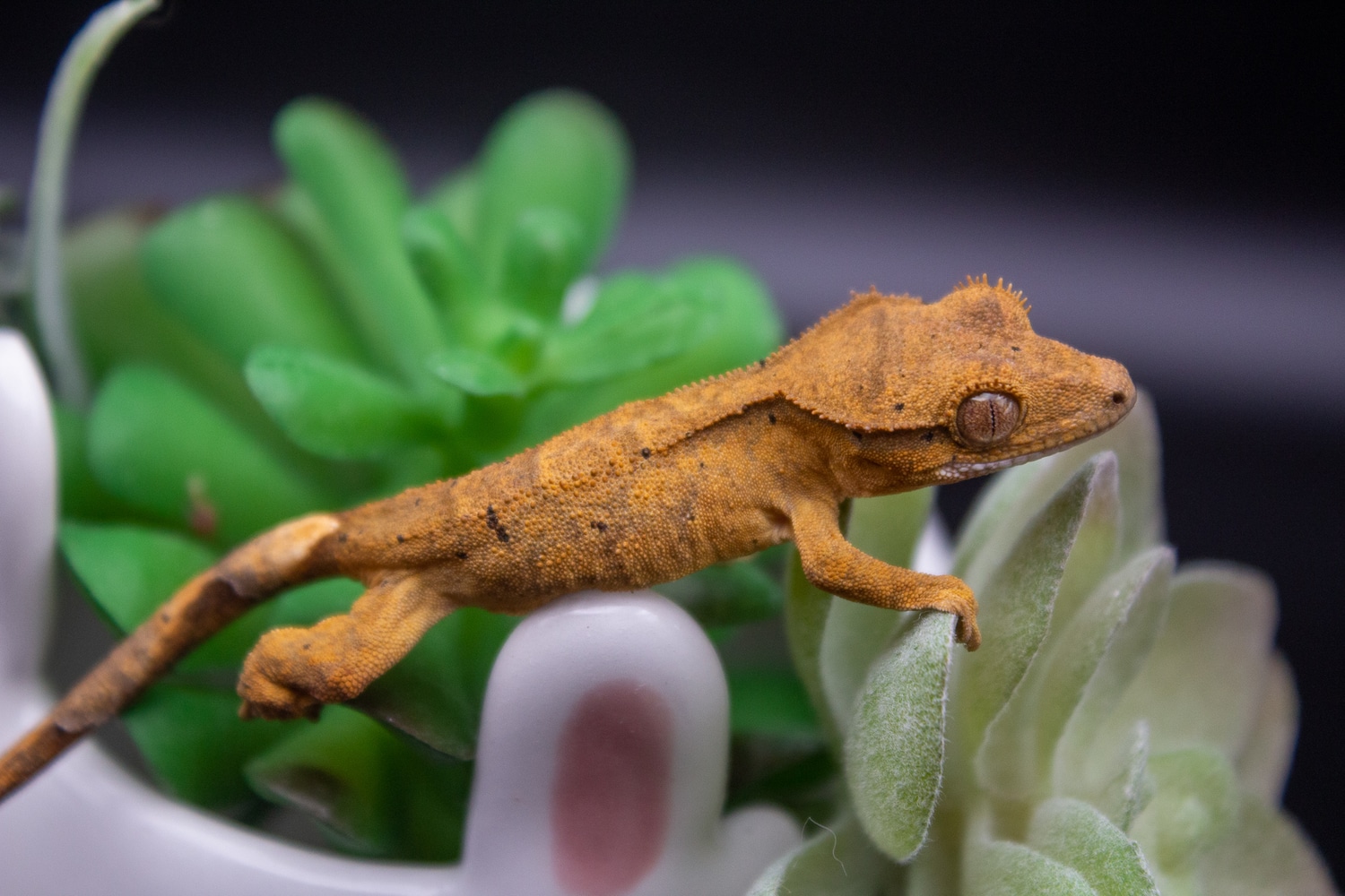 Yellow Tiger Dalmatian Crested Gecko by The Gecko Bakery - MorphMarket