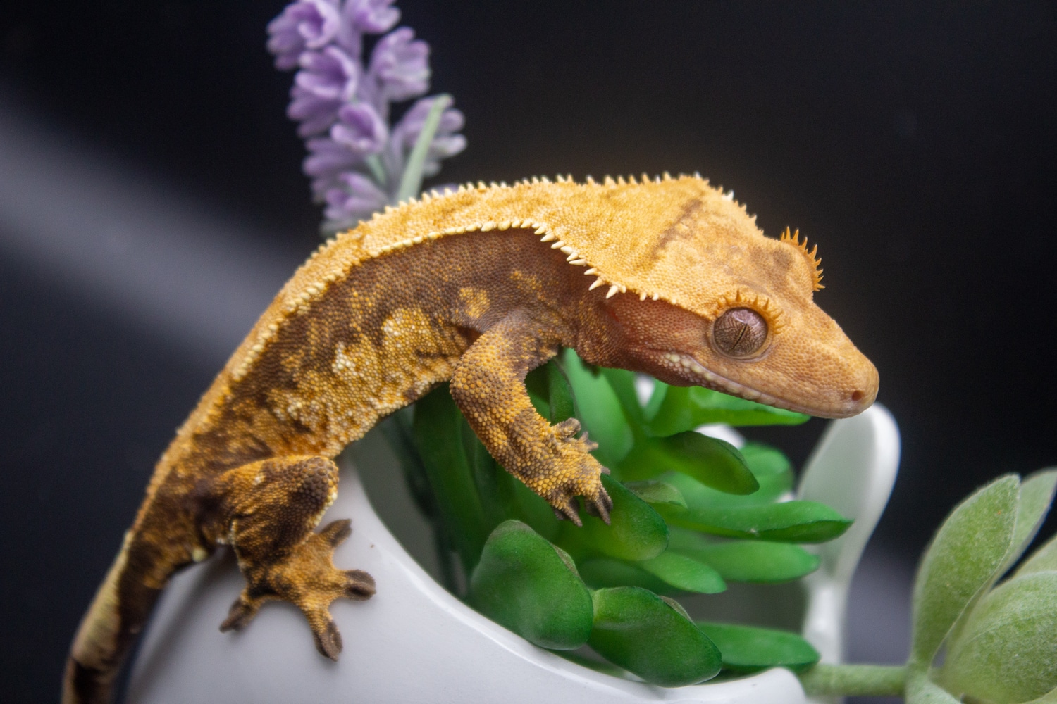 Dark Base Female Crested Gecko by The Gecko Bakery - MorphMarket