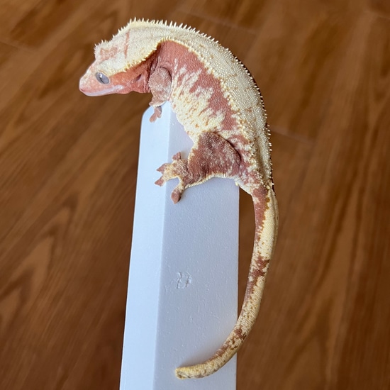 Red & Cream Harlequin Crested Gecko by The Gecko Company