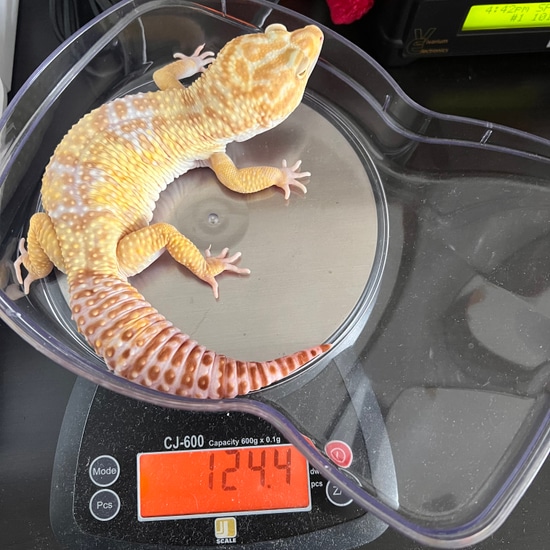 Phantom Super Giant RTB Leopard Gecko by The Gecko Company