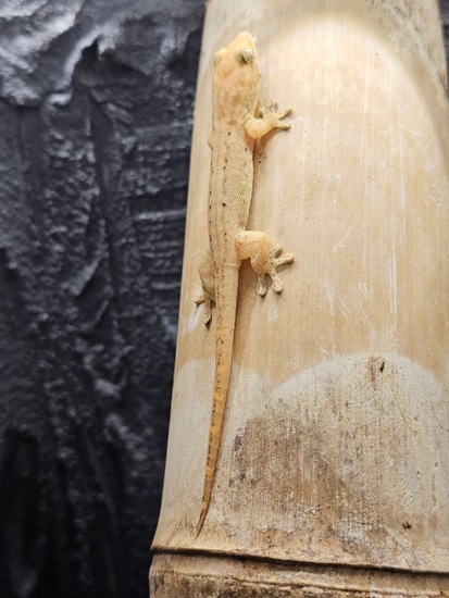 Ailuronyx Seychellensis - Bronze Geckos - CB Multiple Bloodlines More ...