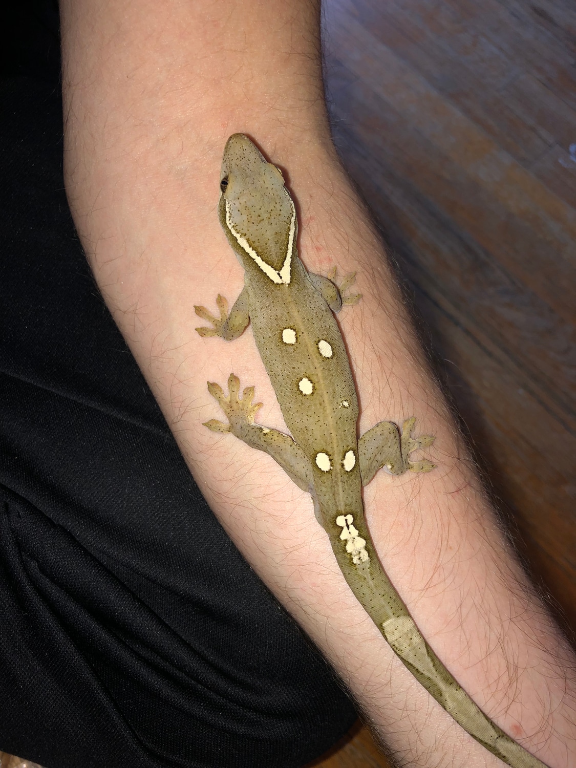 Exceptional White Collar Sarasinorum More Gecko by The Gecko King, Inc ...