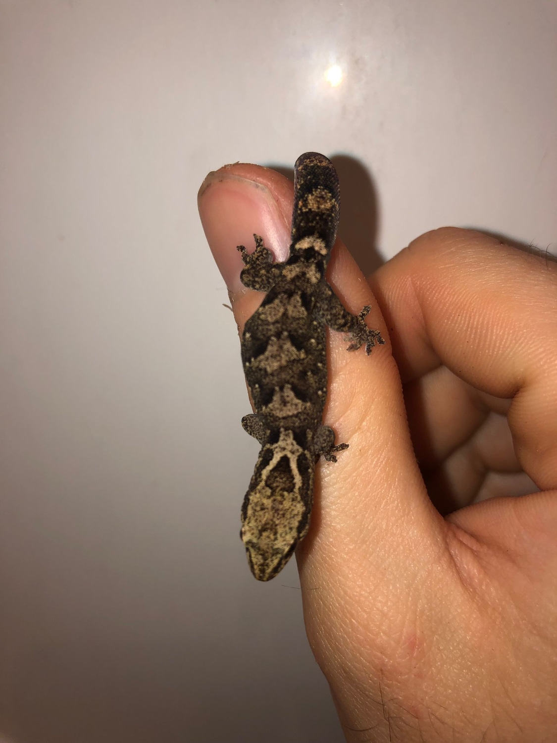 Bavayia Exsuccida Other Gecko by The Gecko King, Inc - MorphMarket