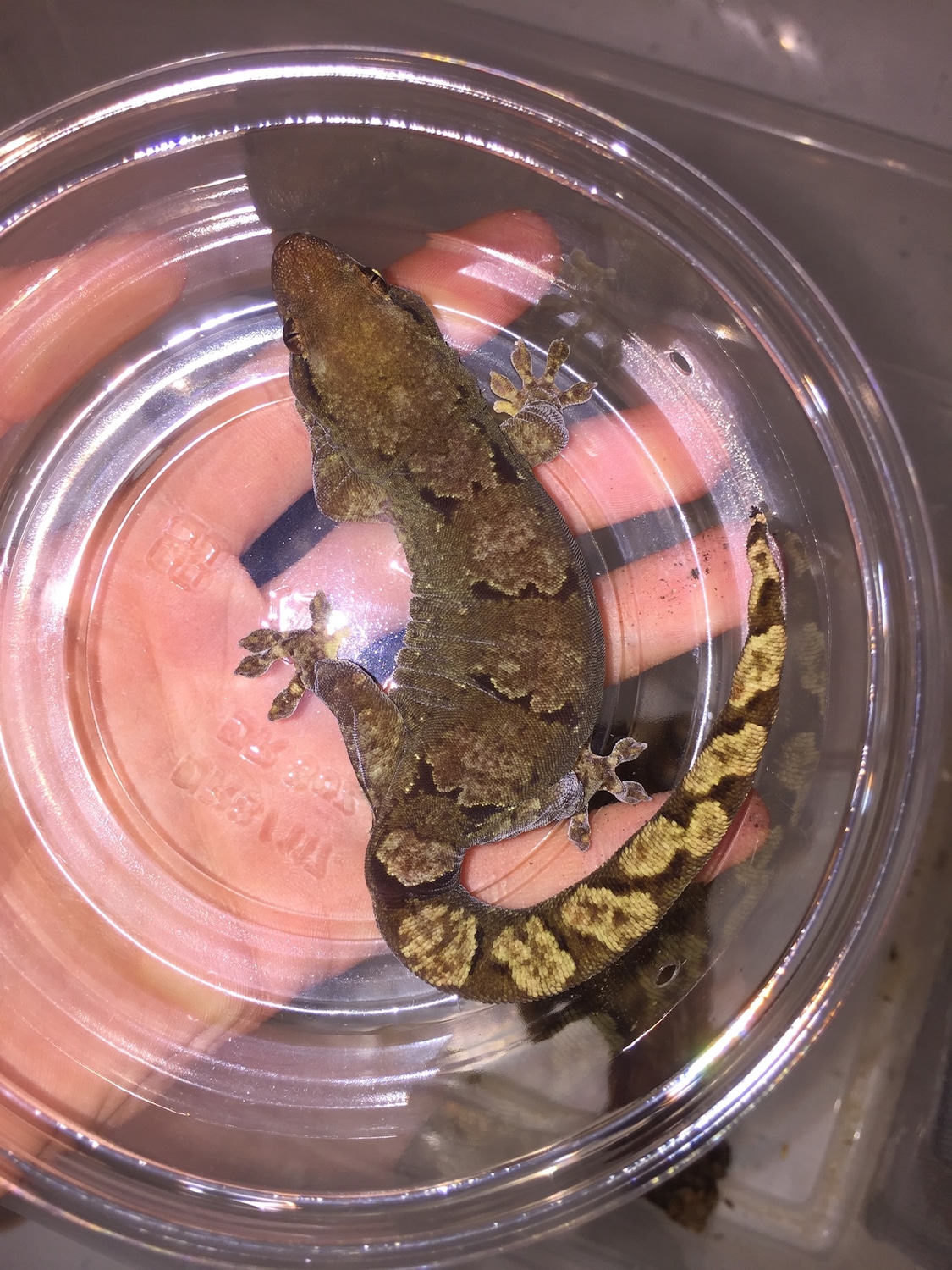 Bavayia Robusta Other Gecko by The Gecko King, Inc - MorphMarket