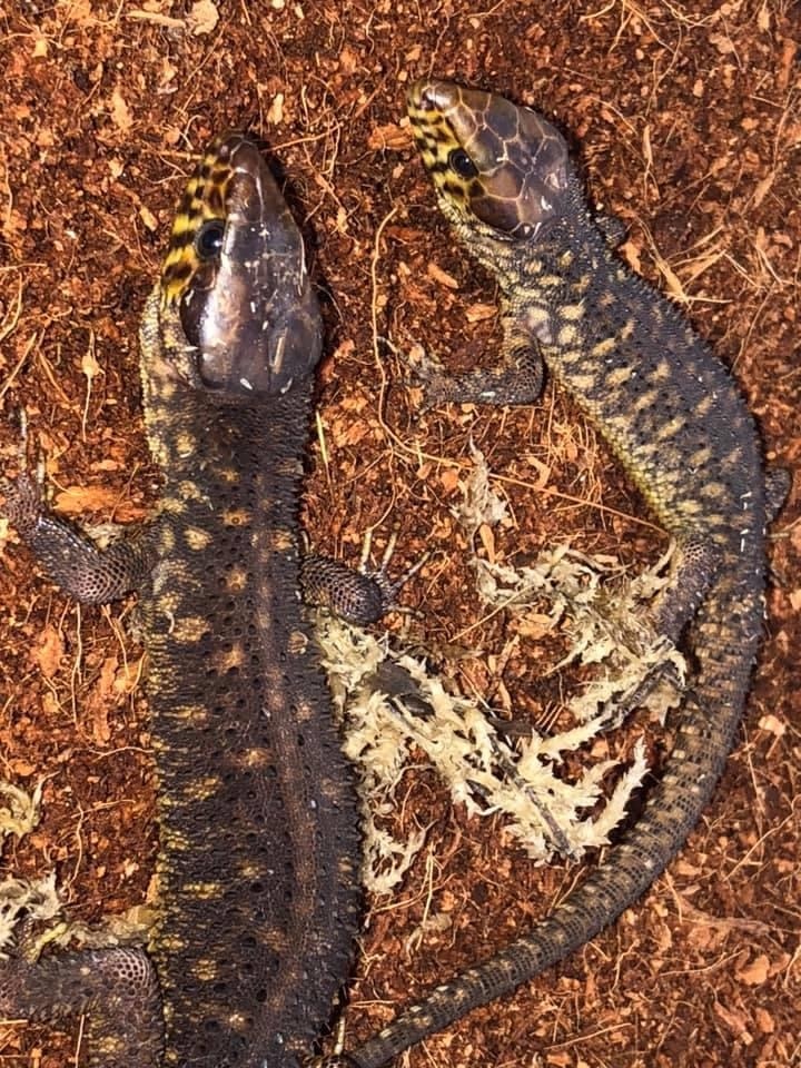 Lepidophyma Flavimaculatum CB Other Lizard by The Gecko King, Inc ...