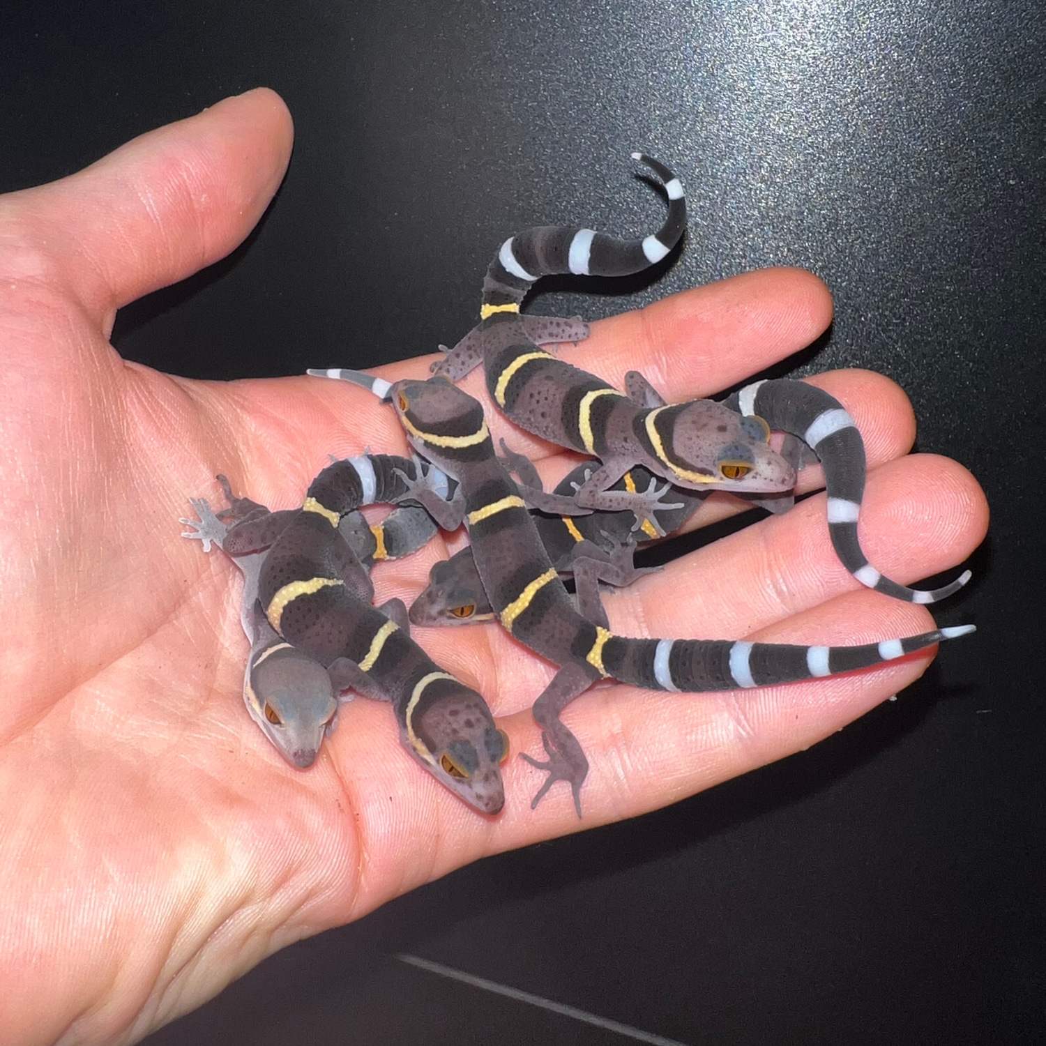 Chinese Cave Gecko by The Gecko King, Inc - MorphMarket