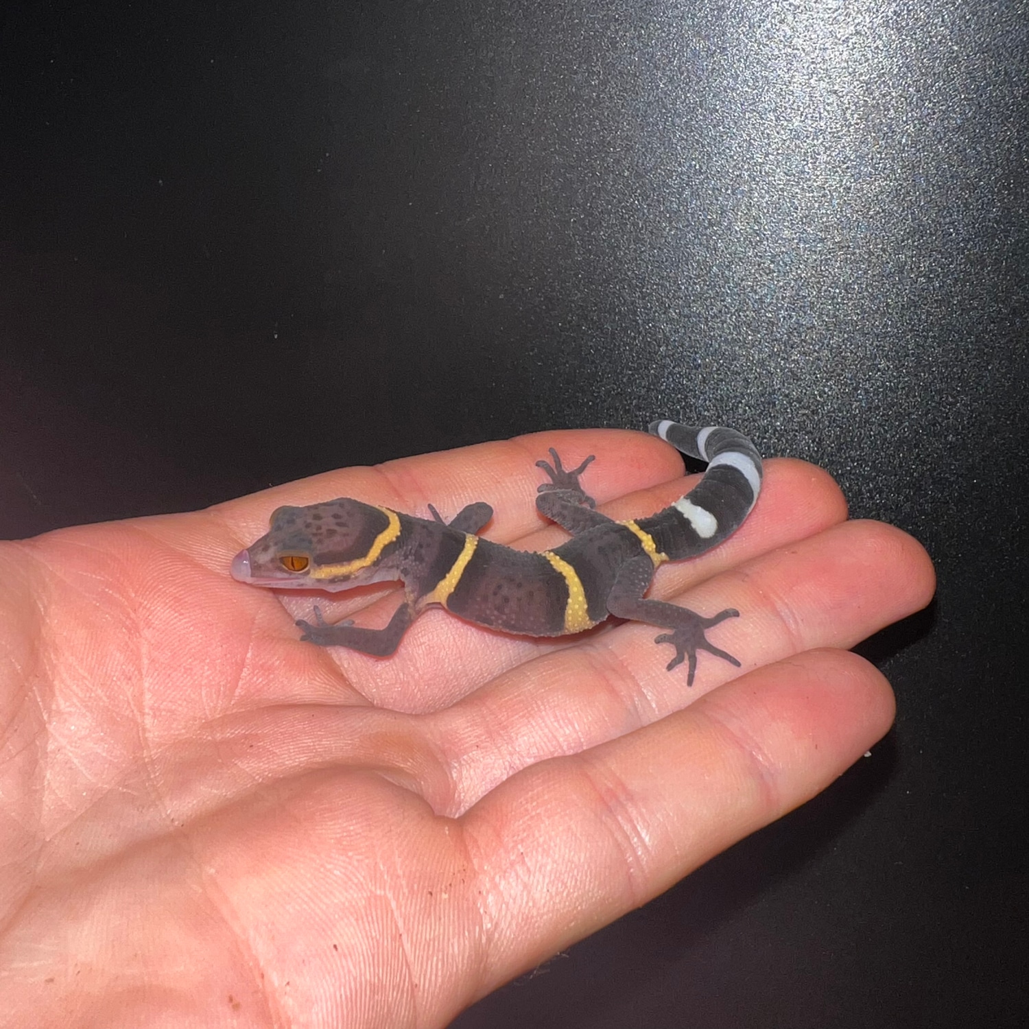 Chinese Cave Gecko Other Gecko by The Gecko King, Inc - MorphMarket