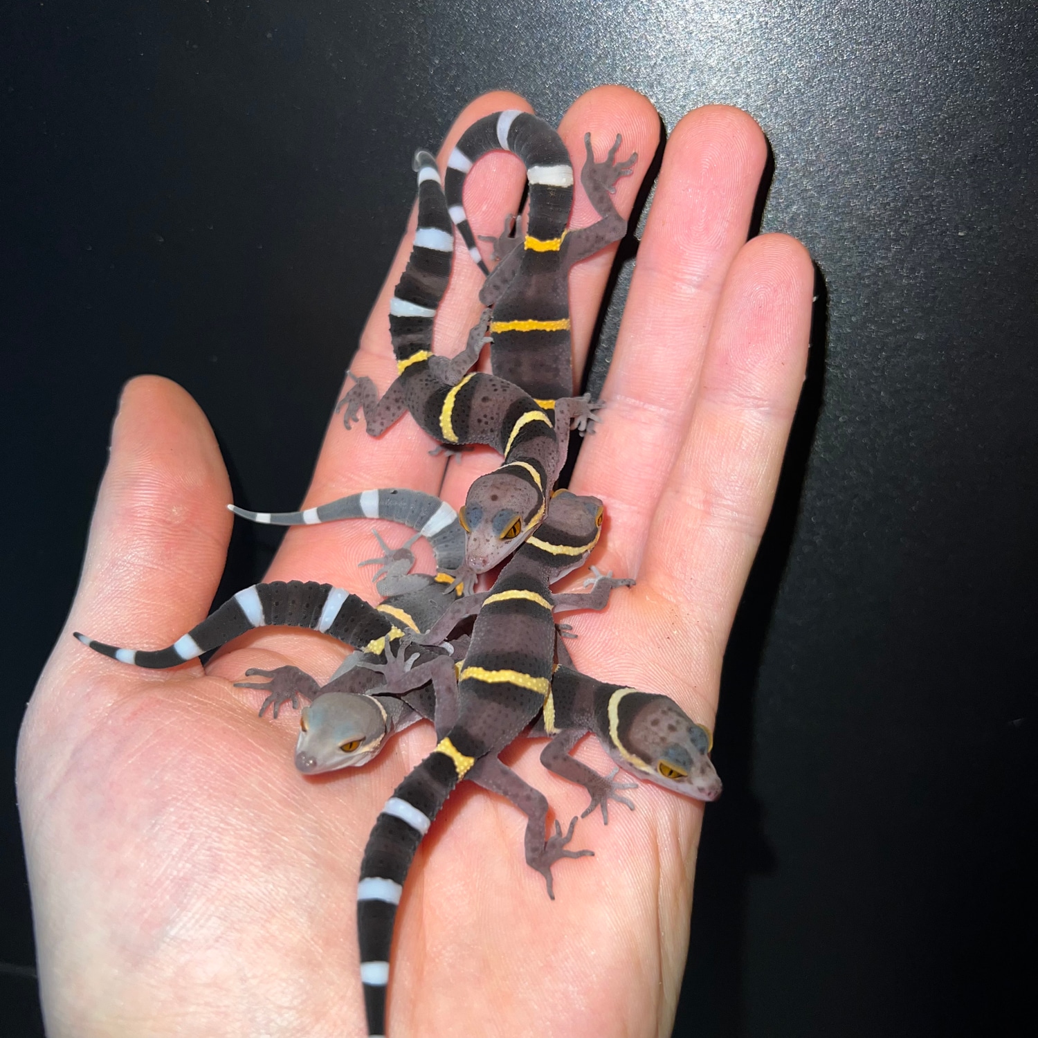 Chinese Cave Gecko Other Gecko by The Gecko King, Inc - MorphMarket