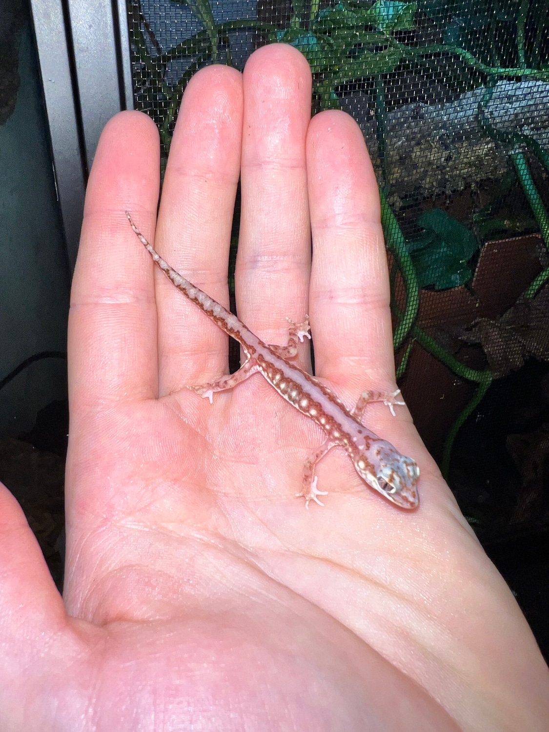 Lucasium Damaeum Subadult More Gecko by The Gecko King, Inc - MorphMarket