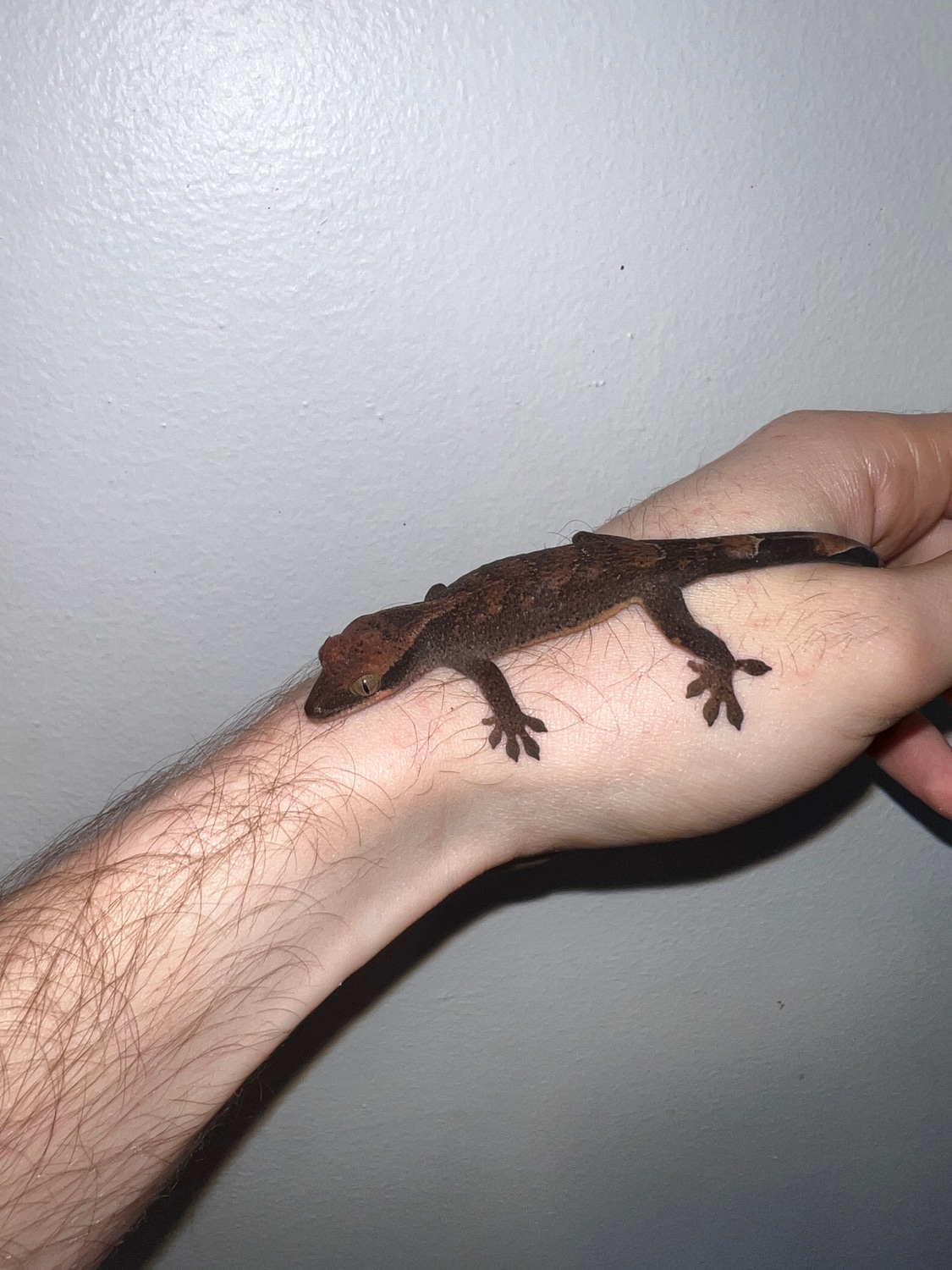 Patternless Sarasinorum More Gecko by The Gecko King, Inc - MorphMarket