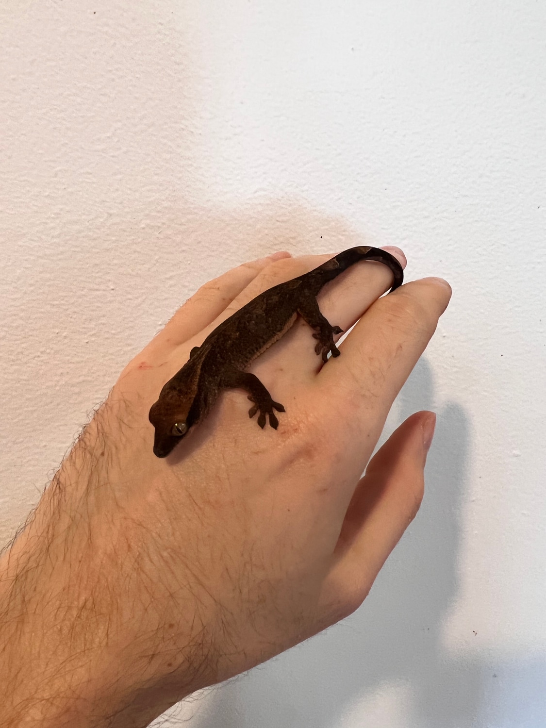 Patternless Sarasinorum Other Gecko by The Gecko King, Inc - MorphMarket