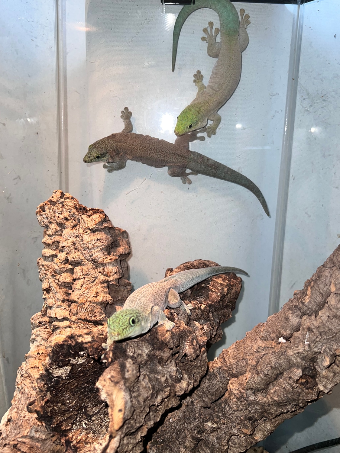 1.2 Standingi Day Gecko by The Gecko King, Inc - MorphMarket
