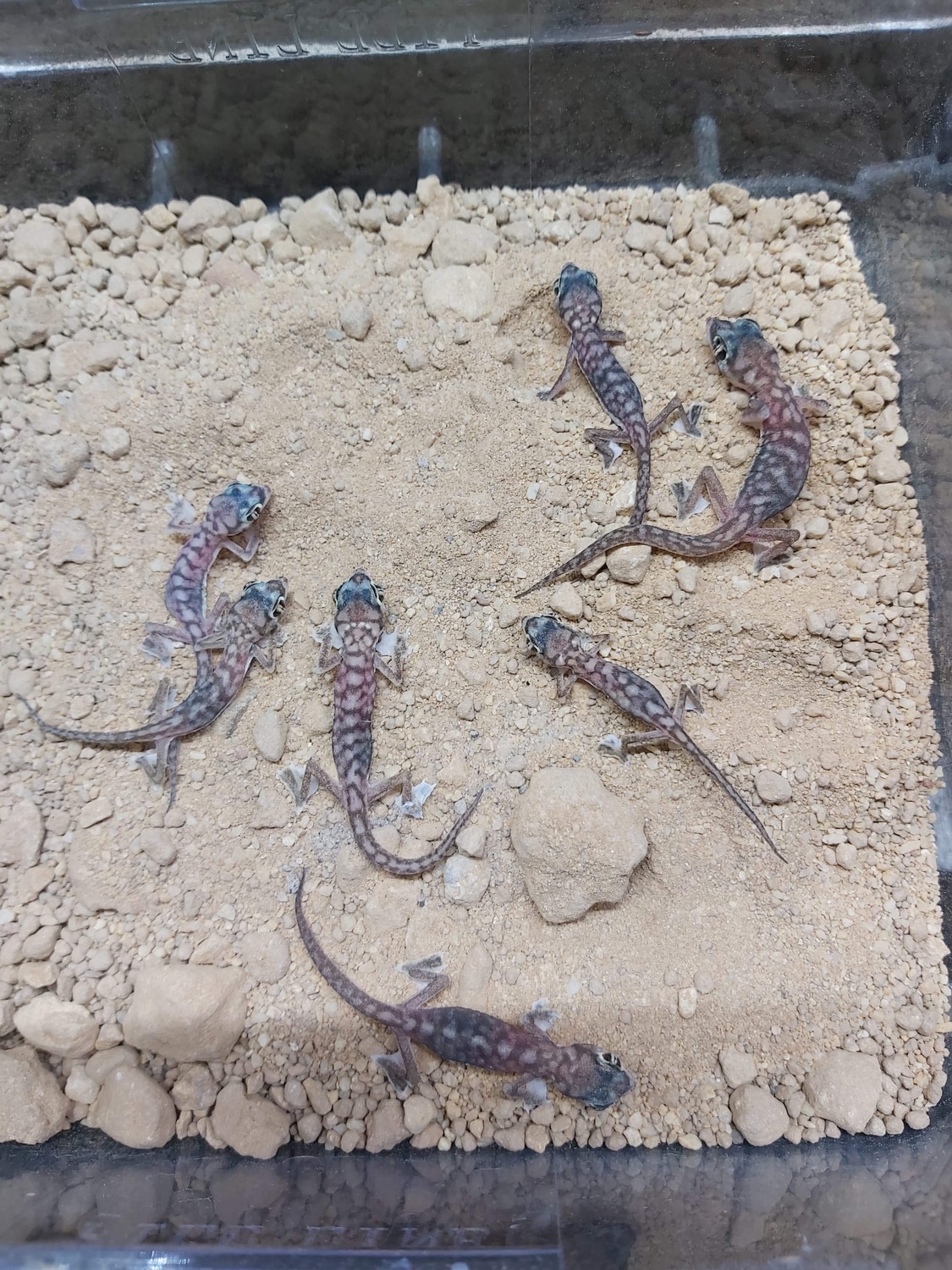 Pachydactylus Rangei (Webbed Foot) More Gecko by The Gecko King, Inc ...