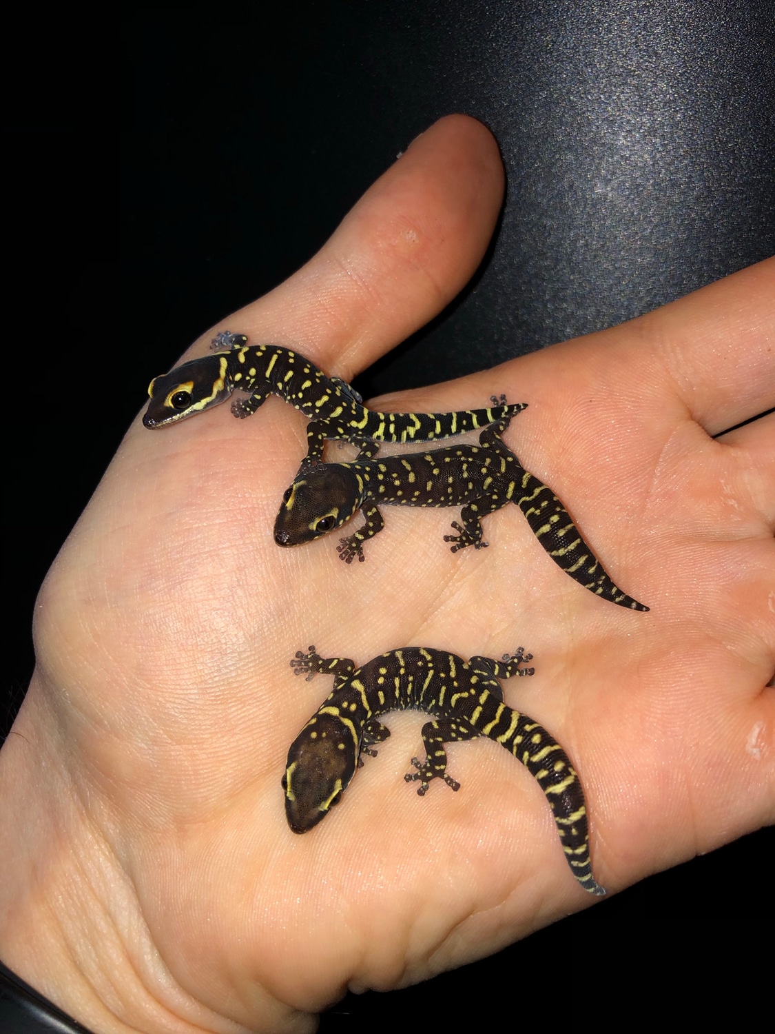 Oedura Coggeri Other Gecko by The Gecko King, Inc - MorphMarket
