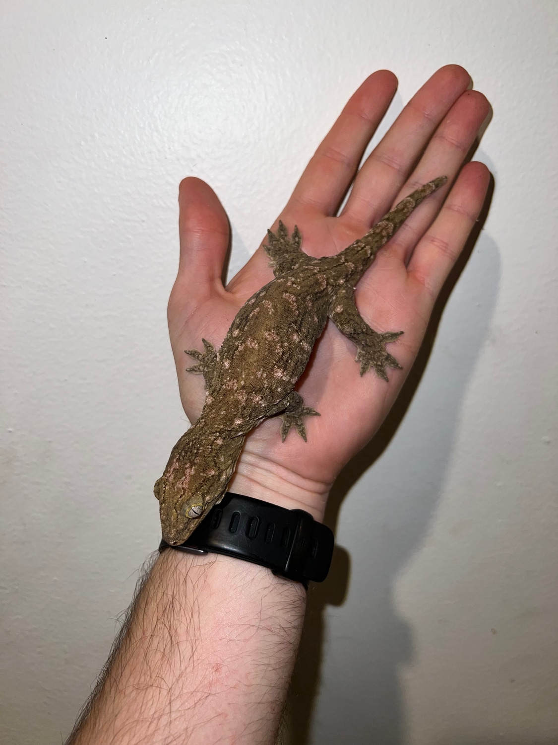 High Purple Pine Island Leachianus Gecko by The Gecko King, Inc ...