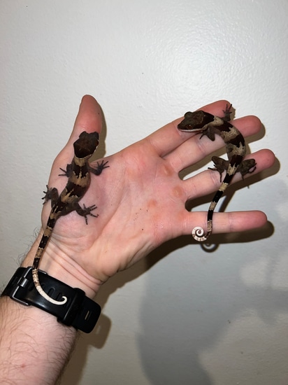 TRUE CB Irianjayaensis More Gecko by The Gecko King, Inc