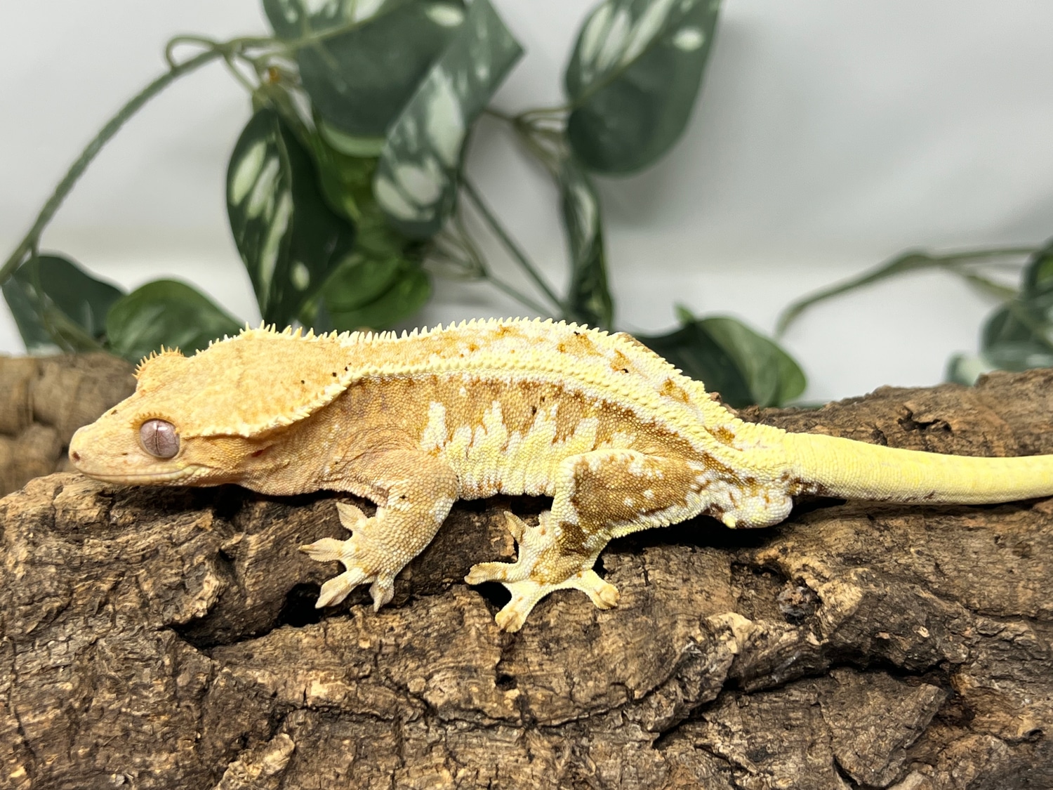 RTB Creamsicle Lilly White Crested Gecko by The Gecko King, Inc ...