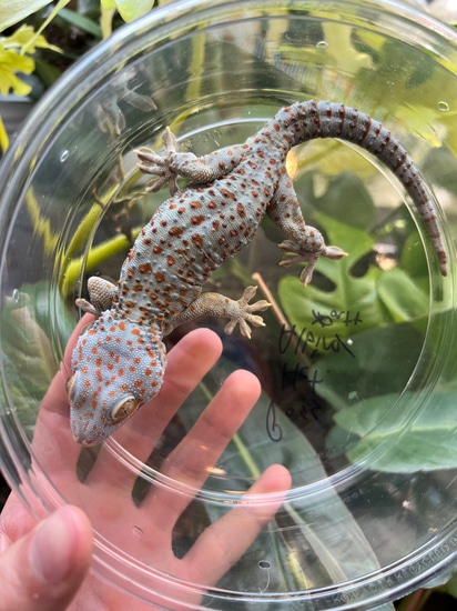 Possible Double Het Albino/patternless Tokay Gecko by The Gecko King, Inc