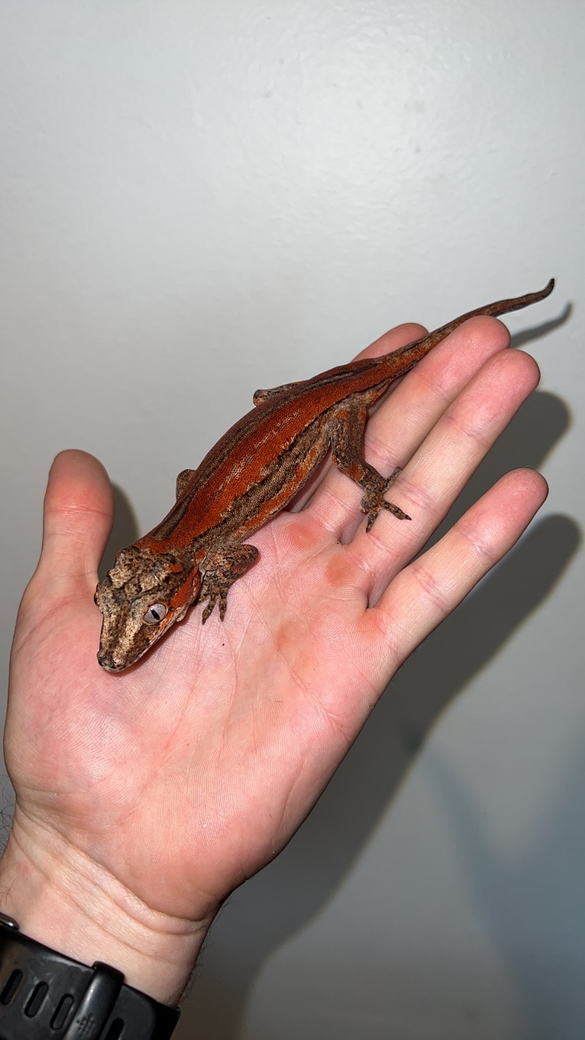 Six Red Stripe (Super Stripe) Gargoyle Gecko by The Gecko King, Inc ...
