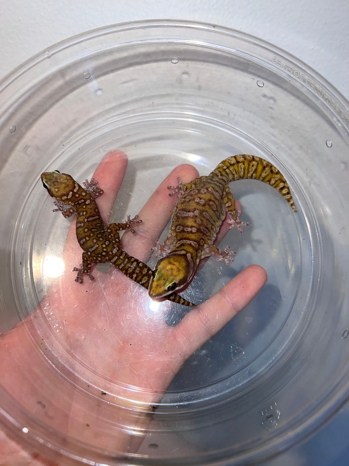 Oedura Coggeri PAIR More Gecko by The Gecko King, Inc - MorphMarket